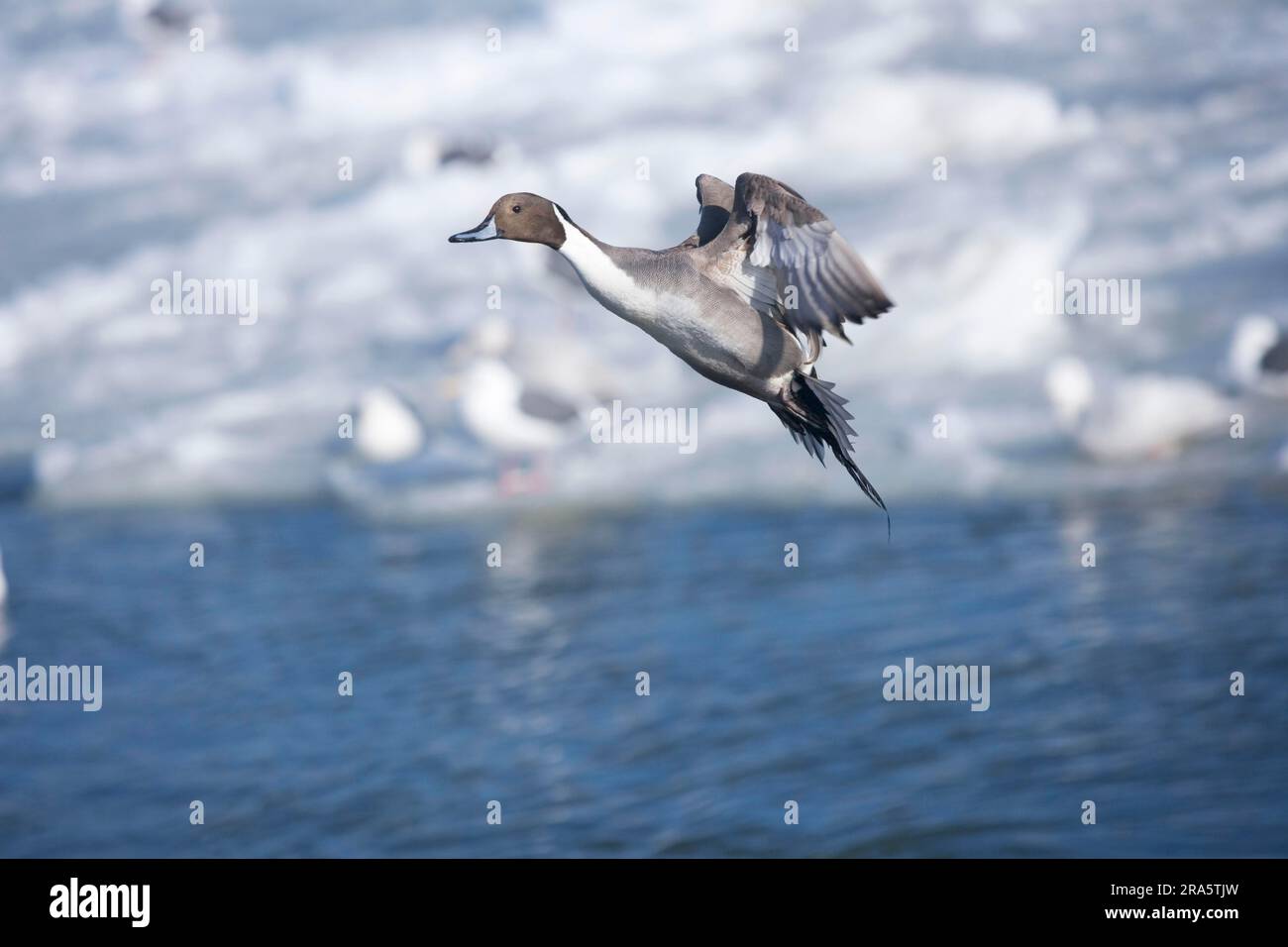 Northern Pintail (Anas acuta), drake, Lake Tofutsu, free-ranging, male ...