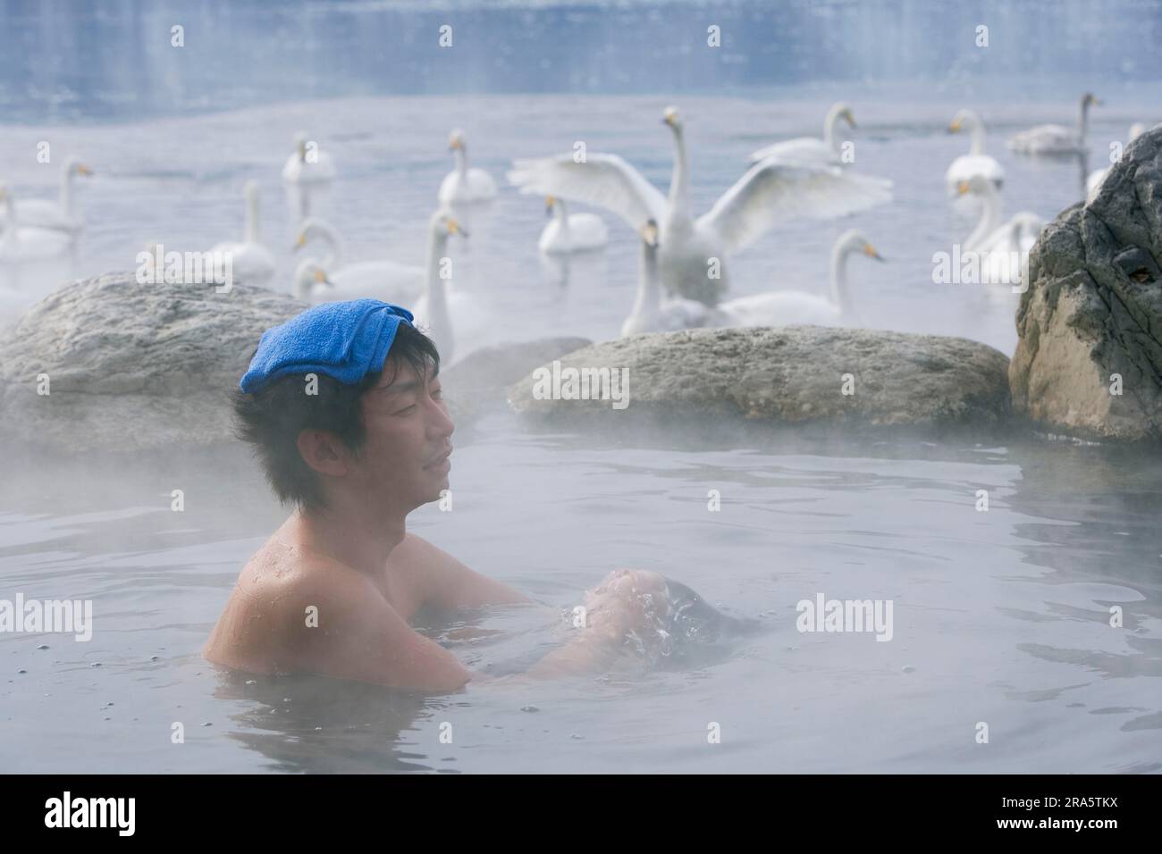 Japanese bathing in hot spring, Whooper swans (Cygnus cygnus), Lake ...