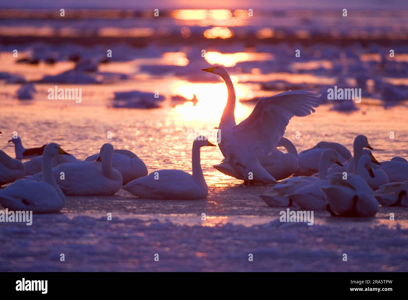 Whooper Swans (Cygnus cygnus), Lake Tofutsu, Hokkaido, Japan Stock ...