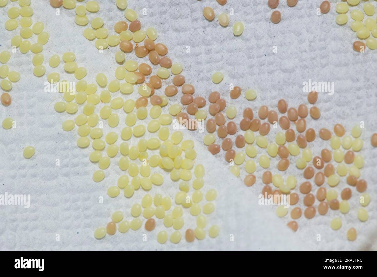 Mulberry Silkworm Moth, eggs (Bombyx mori Stock Photo - Alamy