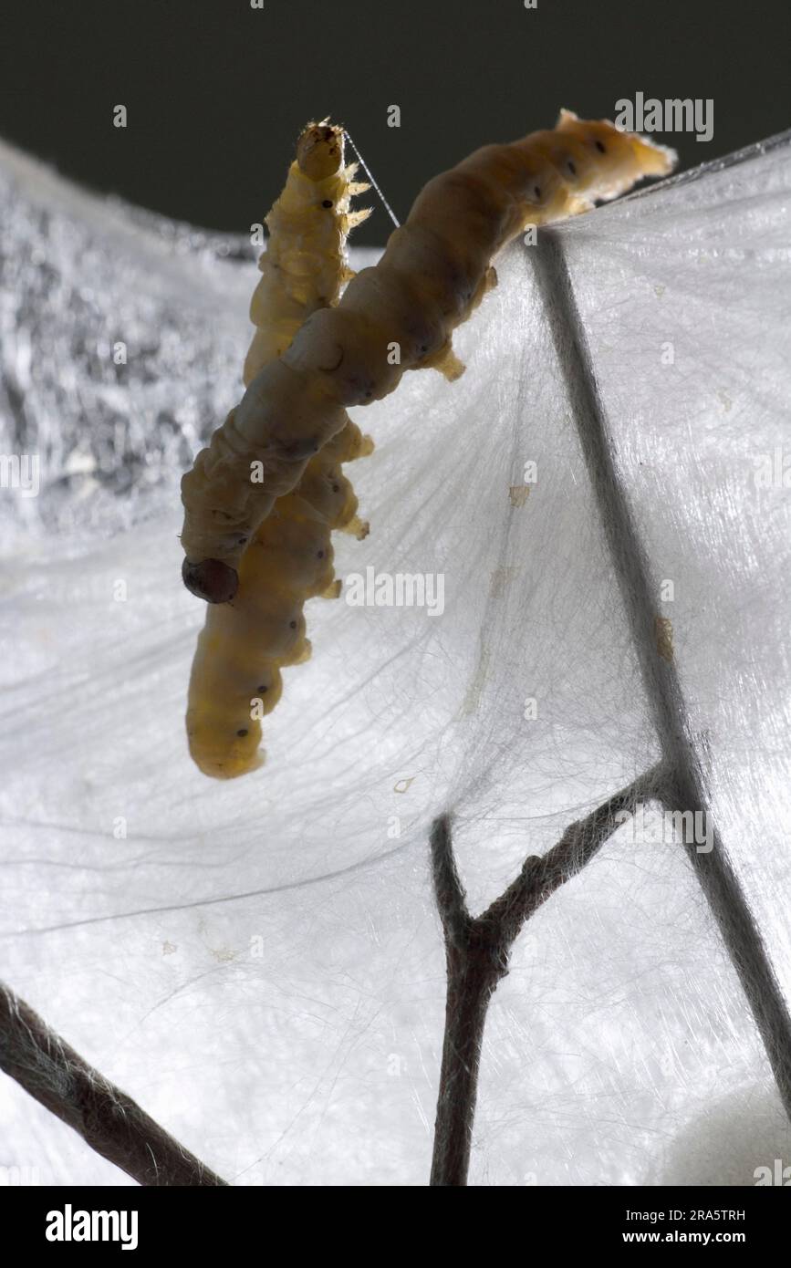 Mulberry Silkworm Moth, larvae spinning cocoon, Brandenburg, Germany ...