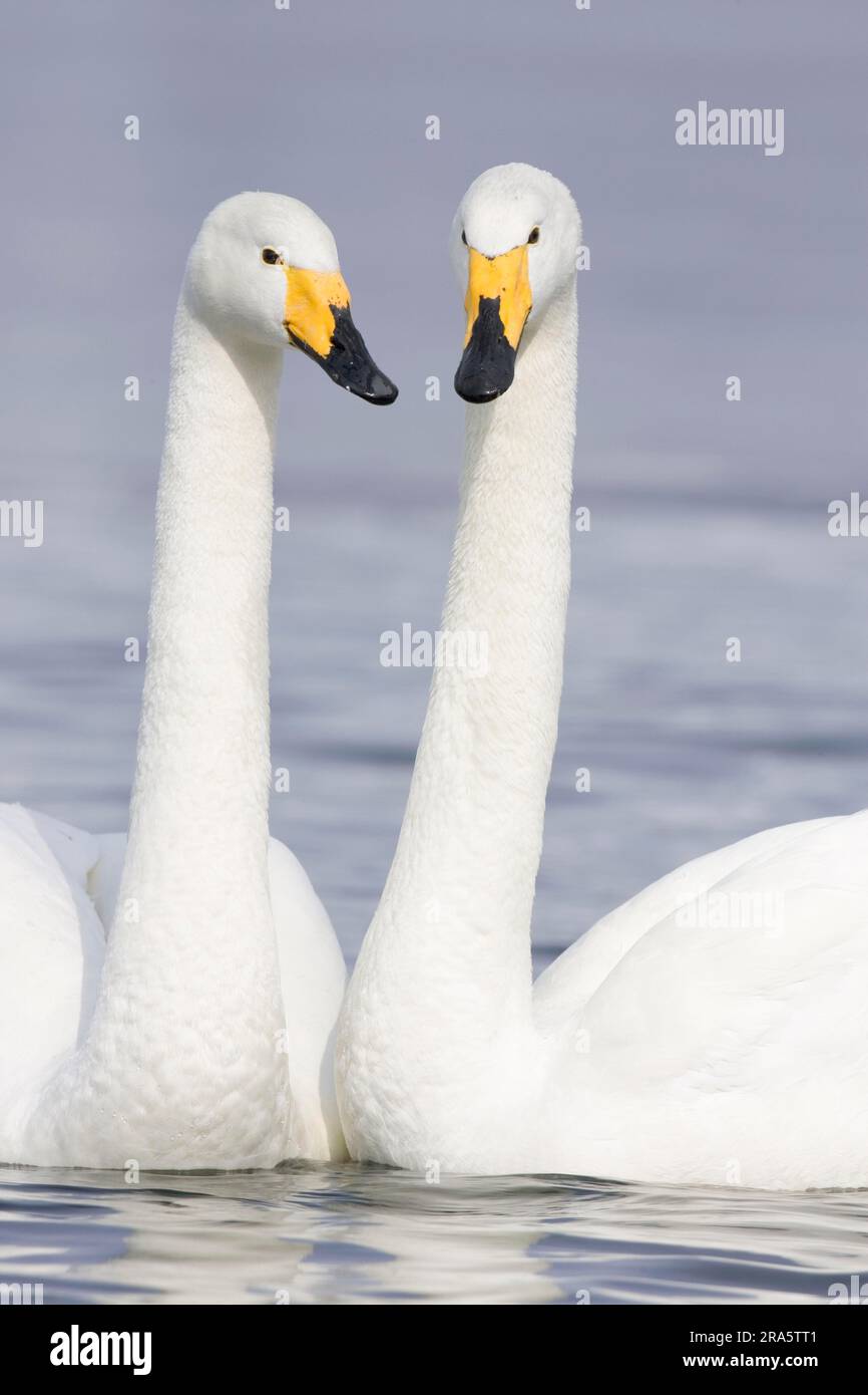 Whooper Swans (Cygnus cygnus), Lake Kussharo, Hokkaido, Japan Stock ...