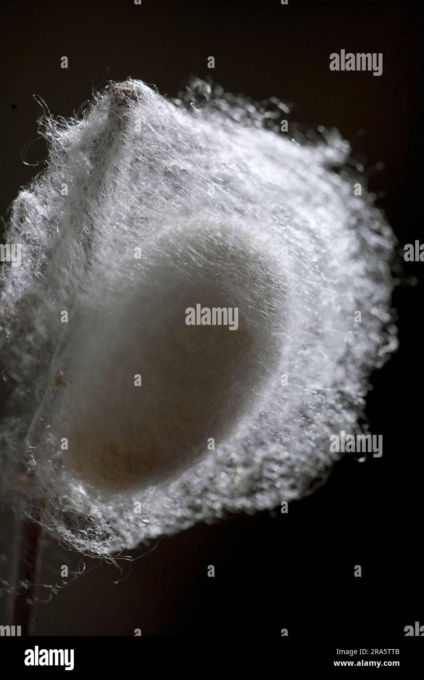 Mulberry silkworm moth hi-res stock photography and images - Alamy