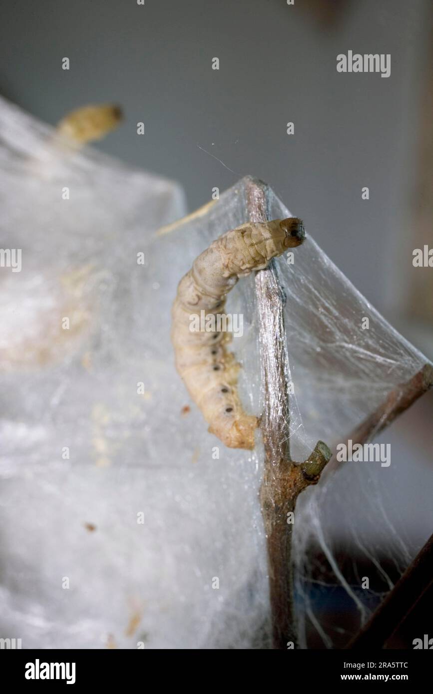 Bombyx mori spinning hi-res stock photography and images - Alamy