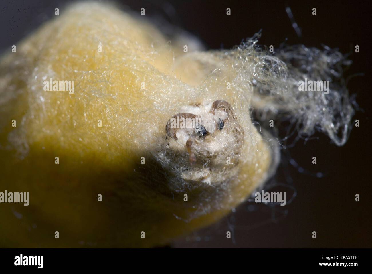 Newly hatched caterpillars hi-res stock photography and images - Alamy