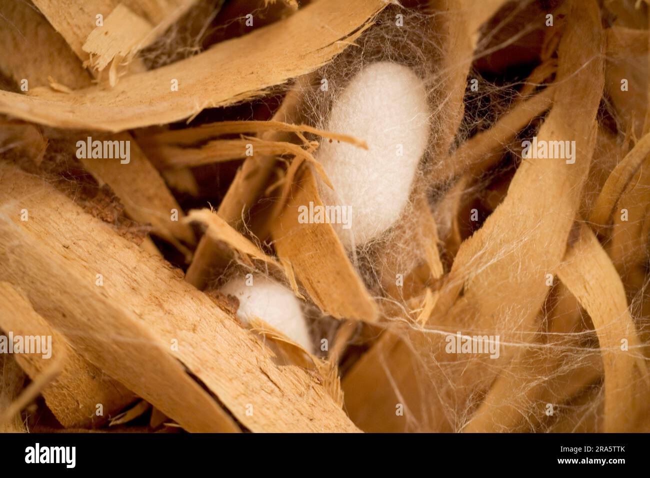 Moth cocoons hi-res stock photography and images - Alamy