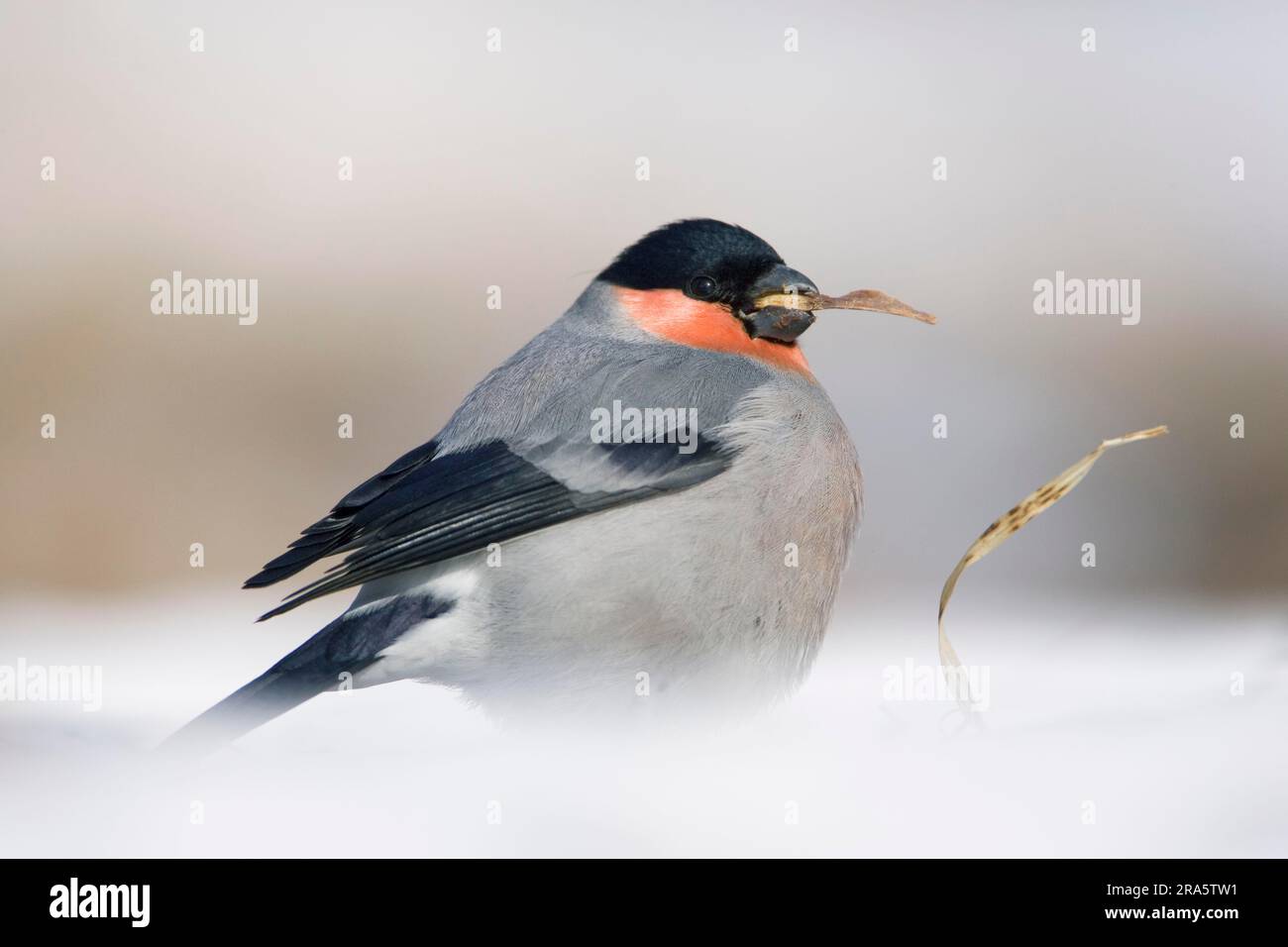 Grey-bellied Bullfinch, male, Hokkaido, Japan (Pyrrhula pyrrhula ...