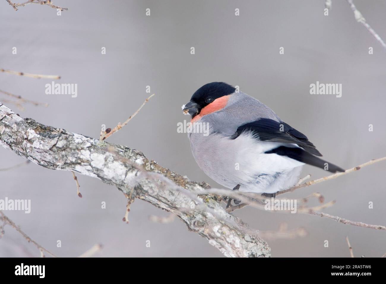 Grey-bellied Bullfinch, male, Hokkaido, Japan (Pyrrhula pyrrhula ...
