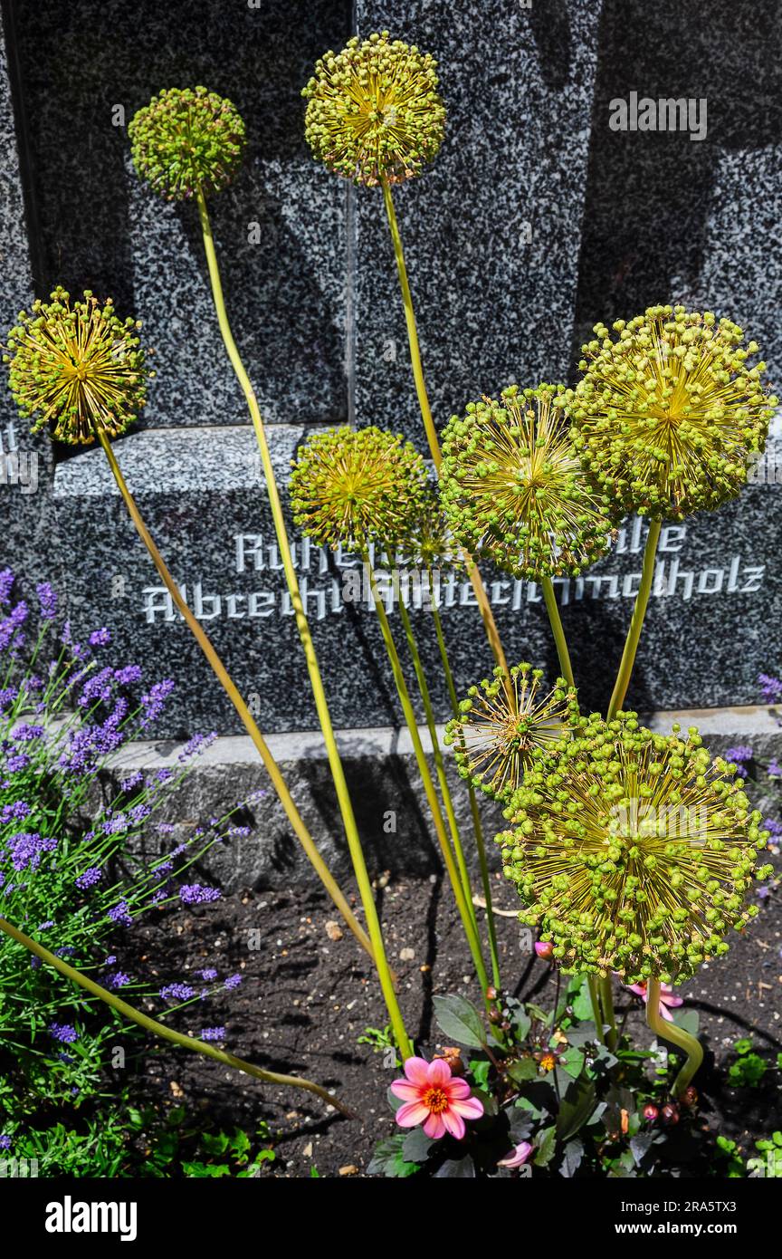 Ornamental leek (Allium Giganteum Alba) as flower decoration on grave ...