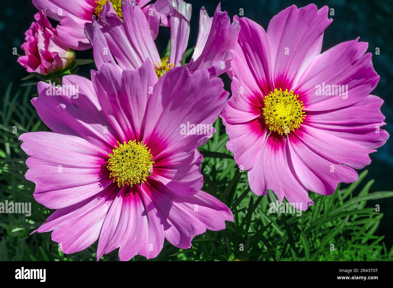 Mexican aster (Cosmos bipinnatus), Allgaeu, Bavaria, Germany Stock ...