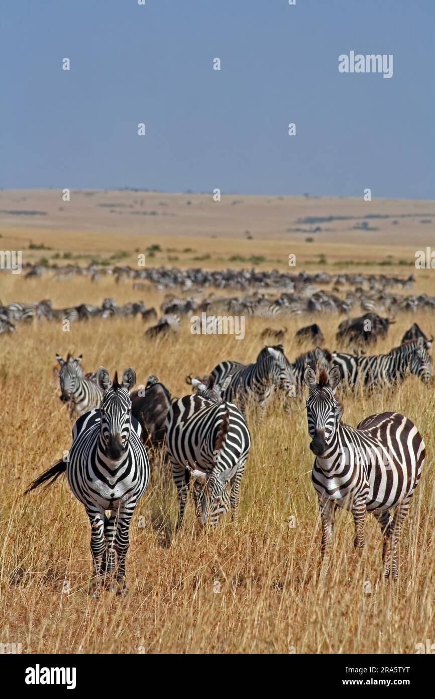 Zebras, migration from the Serengeti of Tanzania to the Masai Mara of ...