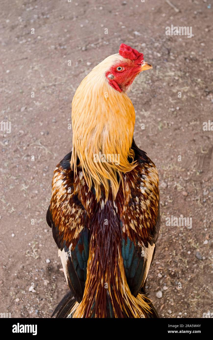 Indian rooster cock (Gallus gallus) in a pet show at Coimbatore, Tamil ...