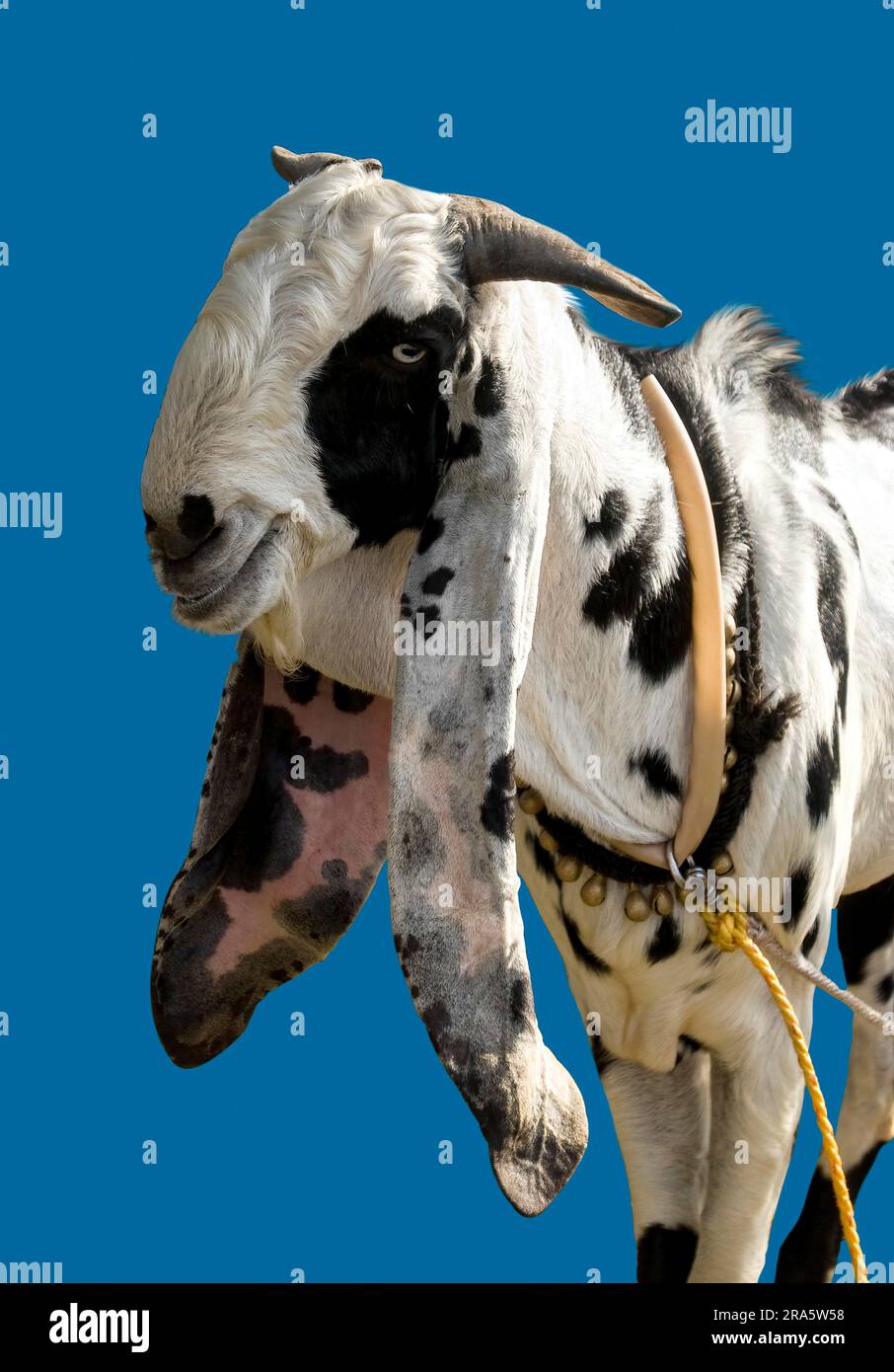 Indian jamunapari goat hi-res stock photography and images - Alamy