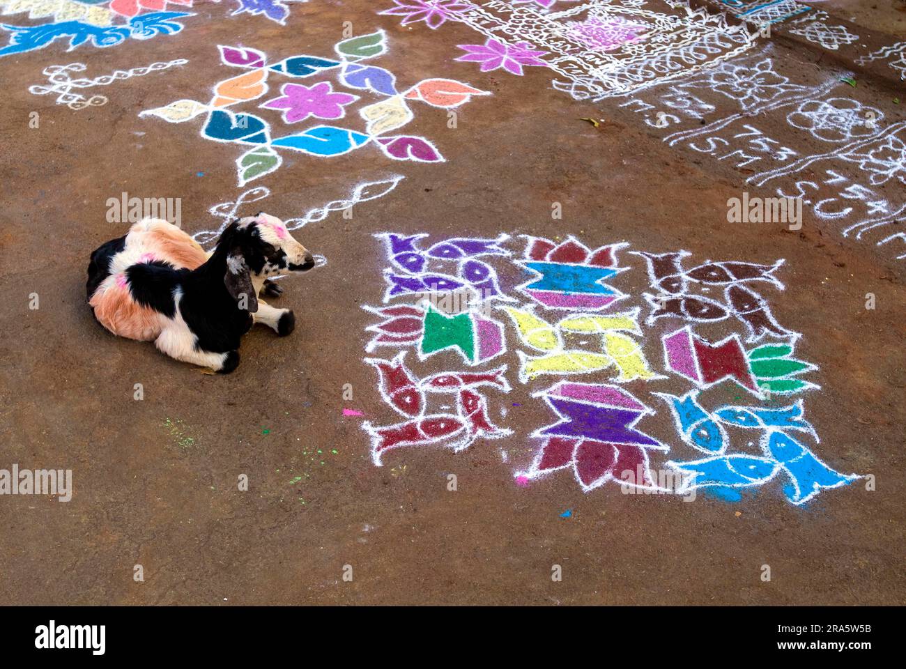 Kolam Rangoli during Pongal Festival in Tamil Nadu, South India, India ...