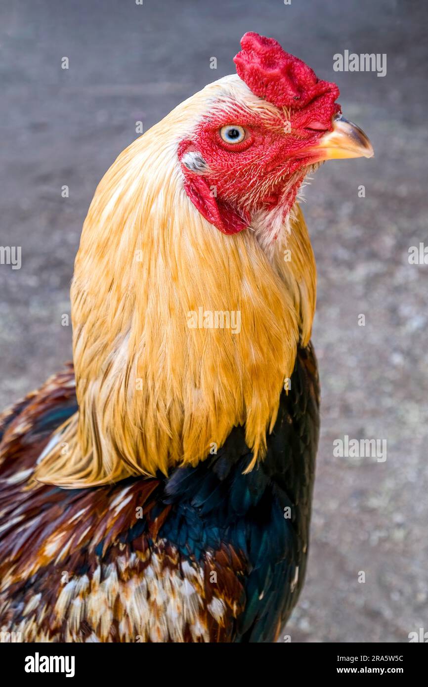 Indian rooster cock (Gallus gallus) in a pet show at Coimbatore, Tamil ...