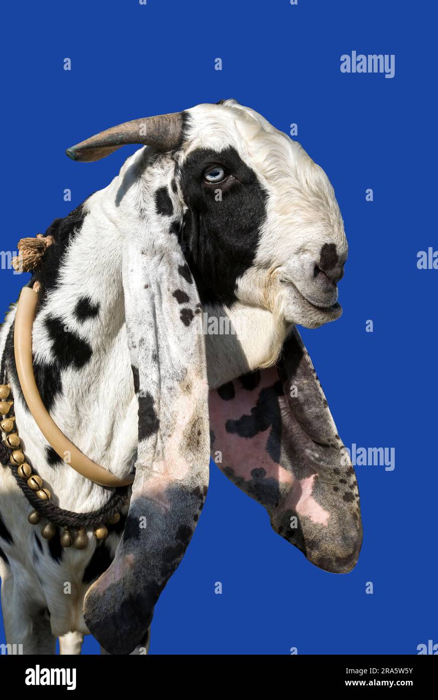 Cutout, Jamnapari Jamunapari Etawah Indian breed of domestic goat Pet ...