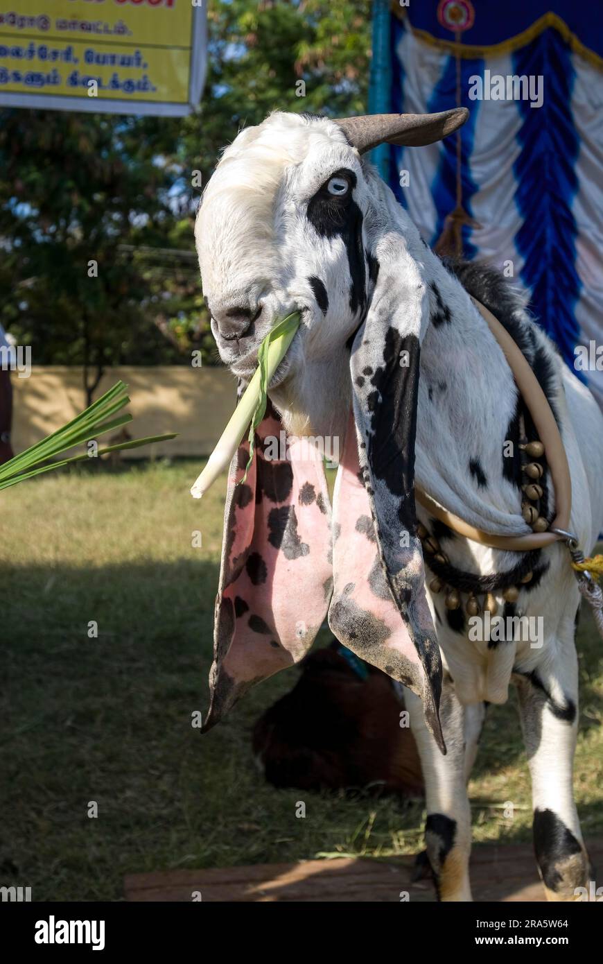 Jamnapari Jamunapari Etawah Indian breed of domestic goat Pet show at ...