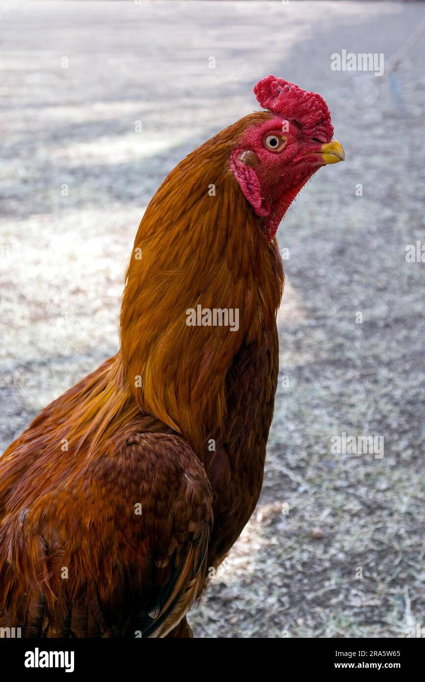 Indian rooster cock Asil Aseel (Gallus gallus domesticus) in a pet show ...