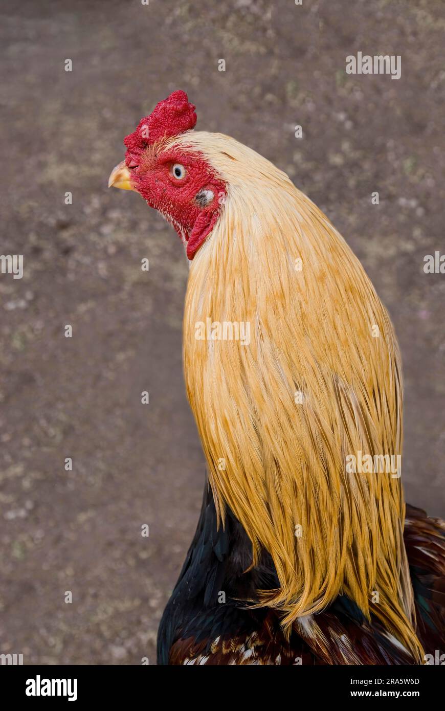 Indian rooster cock (Gallus gallus) in a pet show at Coimbatore, Tamil ...