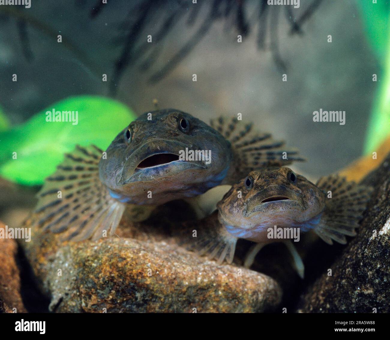 Bullhead millers thumb fish cottus hi-res stock photography and images ...