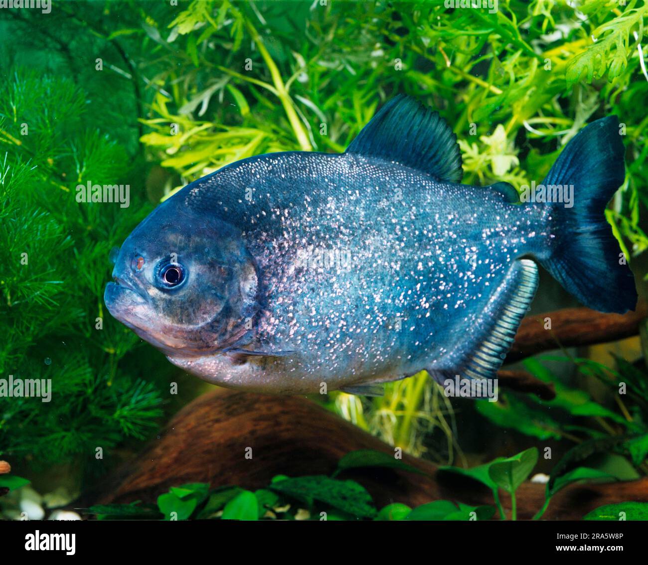 Diamond piranya (Serrasalmus ternetzi), diamond piranha, lateral Stock ...