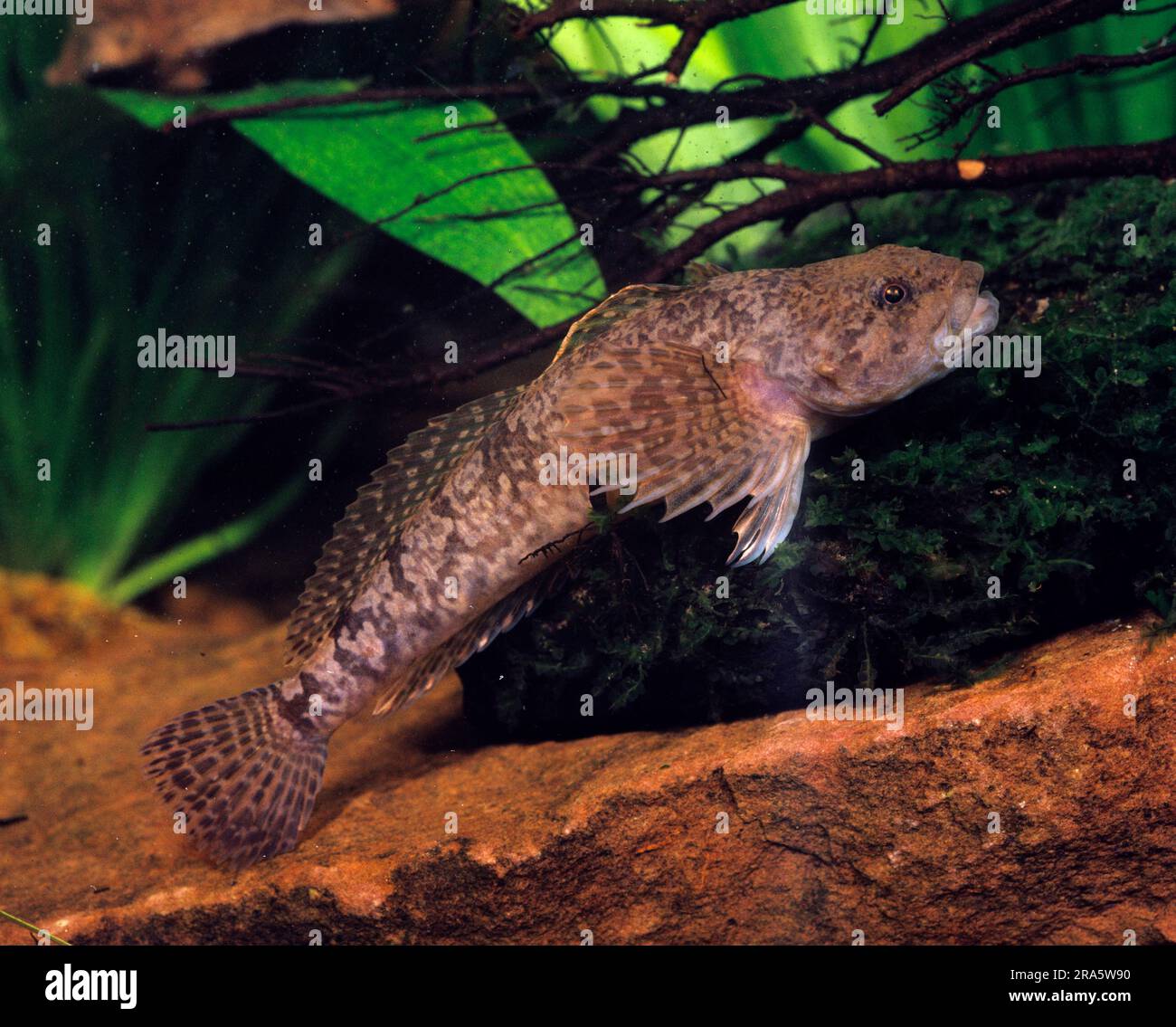 Bullhead millers thumb fish cottus hi-res stock photography and images ...
