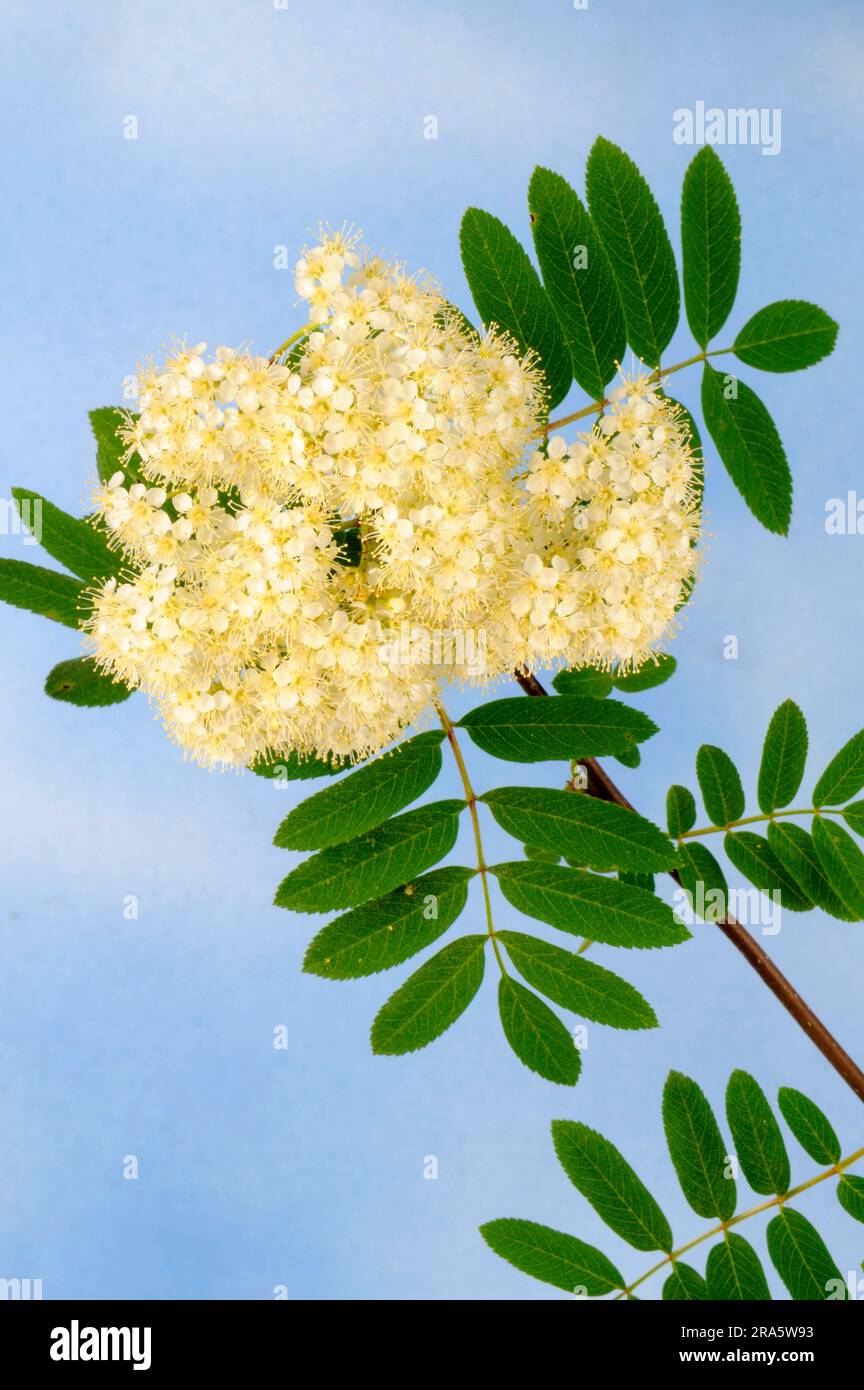 Mountain ash, rowan (Sorbus aucuparia Stock Photo - Alamy