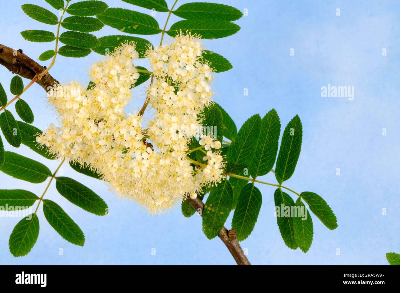 Mountain ash, rowan (Sorbus aucuparia Stock Photo - Alamy