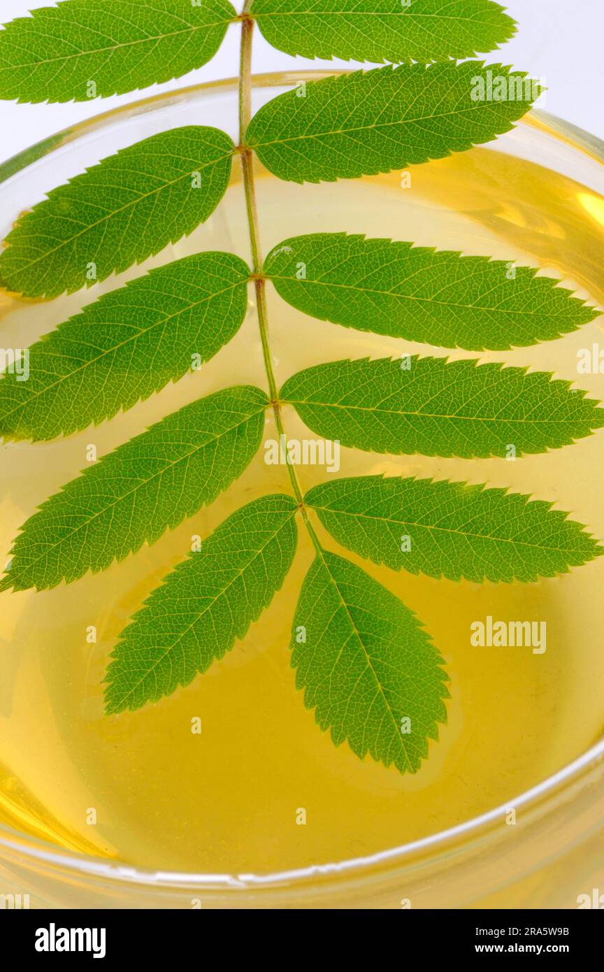 Cup rowan tea, rowan (Sorbus aucuparia), rowan tea, rowan leaf tea ...