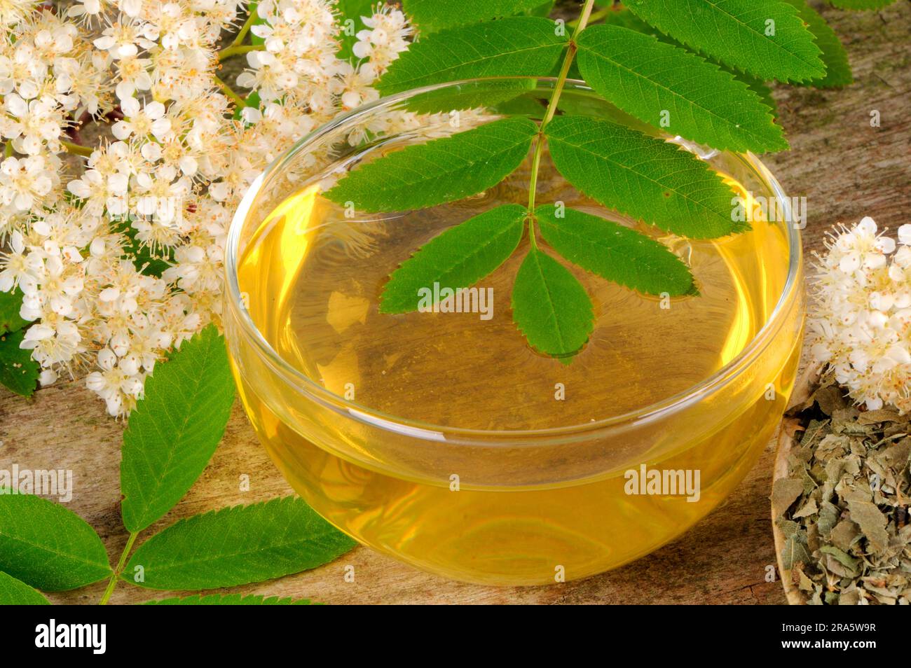 Cup rowan tea, rowan (Sorbus aucuparia), rowan tea, rowan leaf tea ...