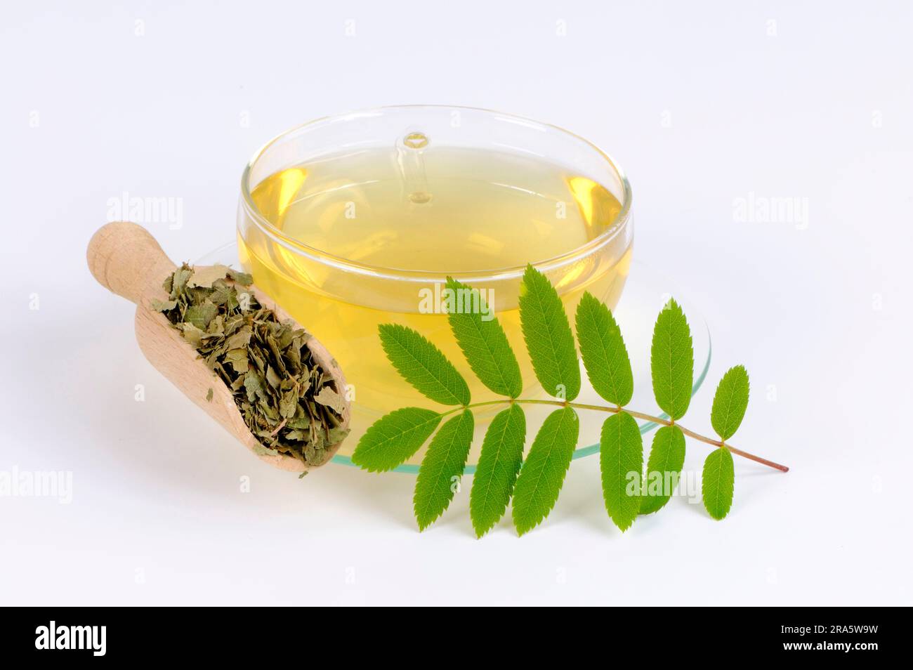 Cup rowan tea, rowan (Sorbus aucuparia), rowan tea, rowan leaf tea ...
