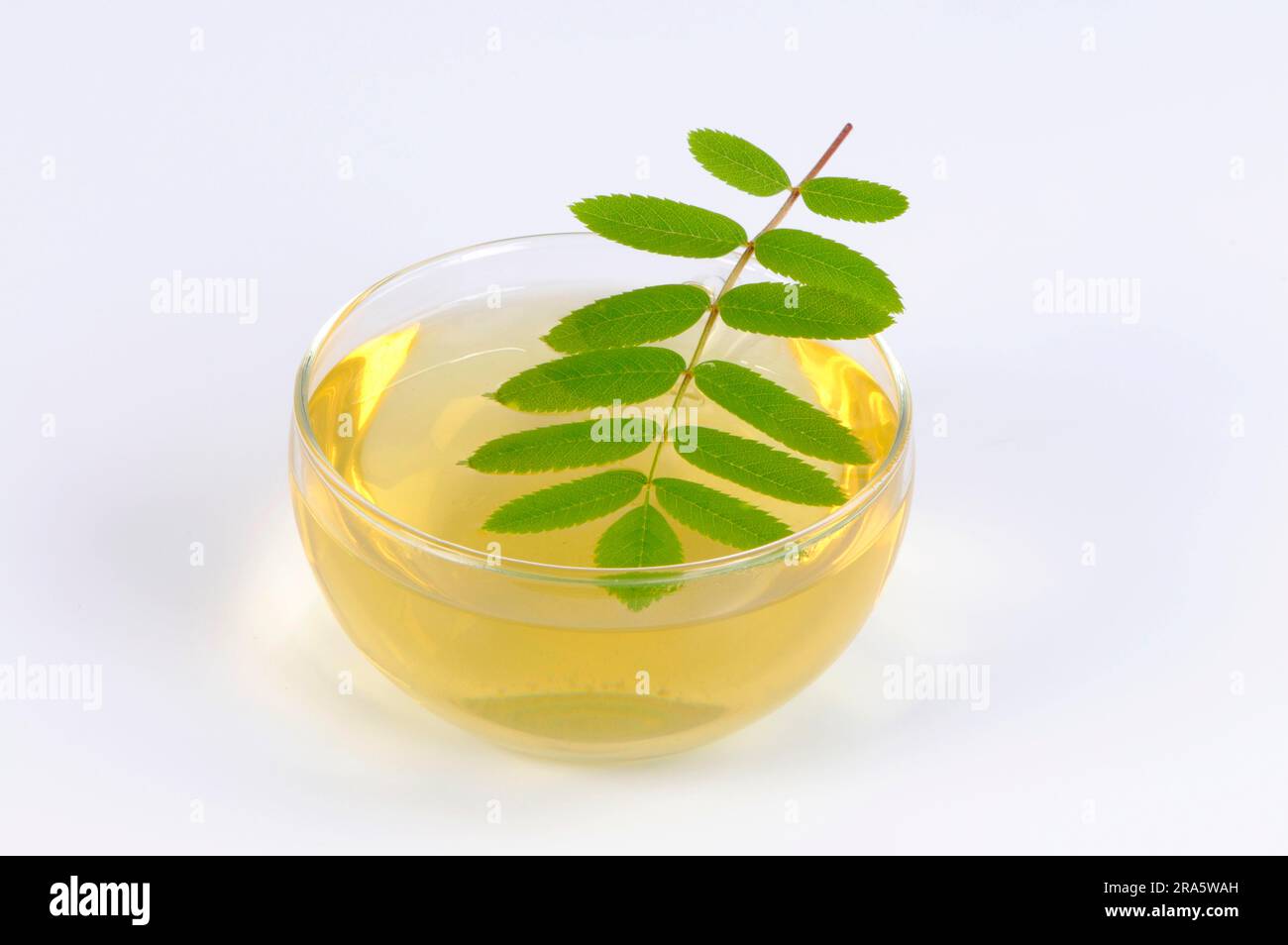 Cup rowan tea, rowan (Sorbus aucuparia), rowan tea, rowan leaf tea ...