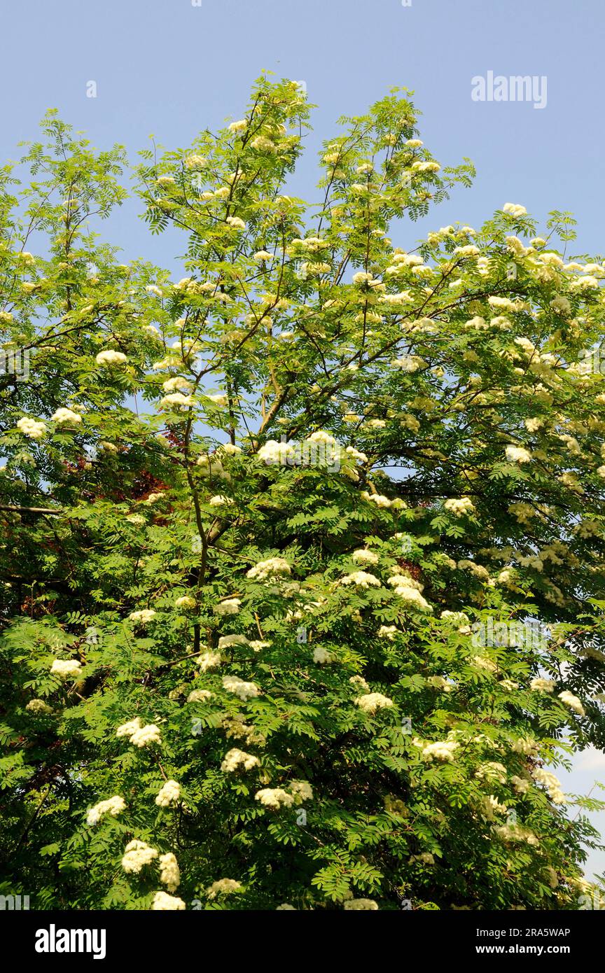 Mountain ash, rowan (Sorbus aucuparia Stock Photo - Alamy