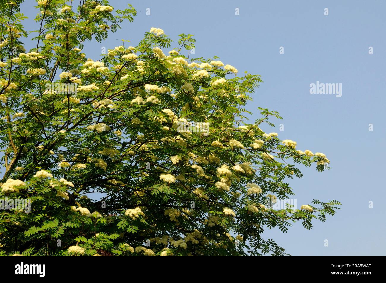 Mountain ash, rowan (Sorbus aucuparia Stock Photo - Alamy