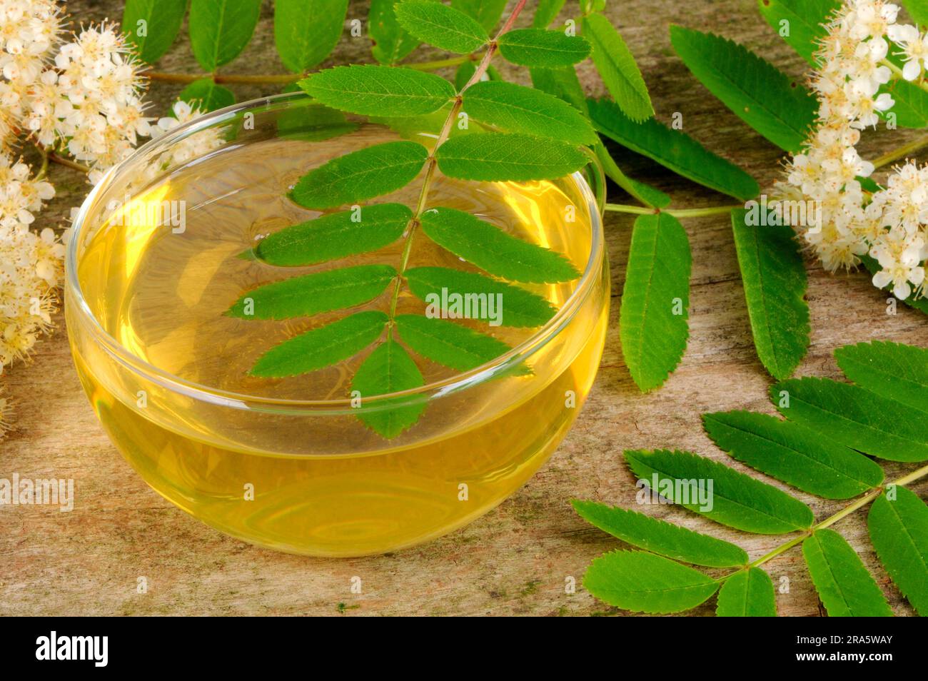 Cup rowan tea, rowan (Sorbus aucuparia), rowan tea, rowan leaf tea ...