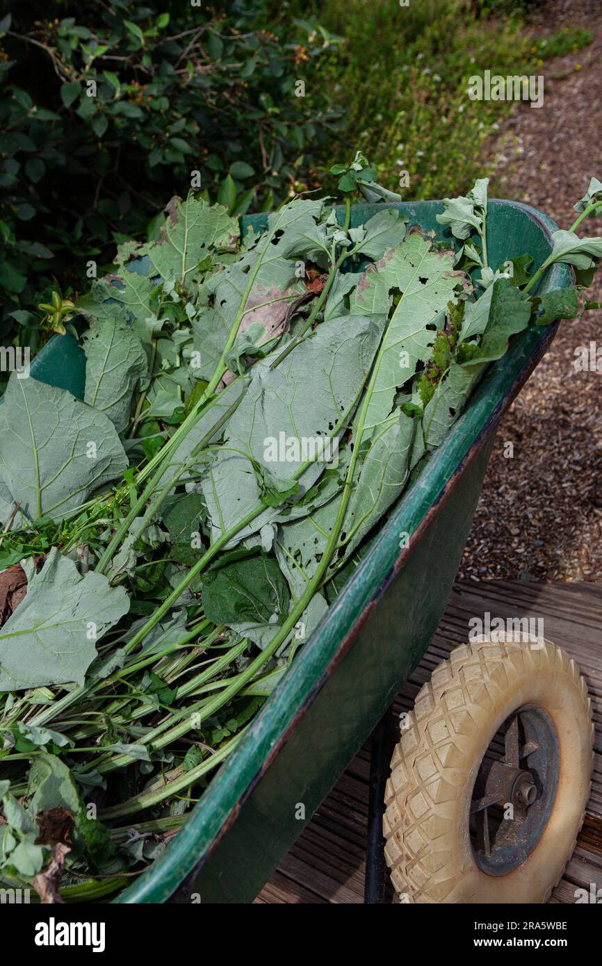 Green waste in a wheelbarrow Stock Photo - Alamy