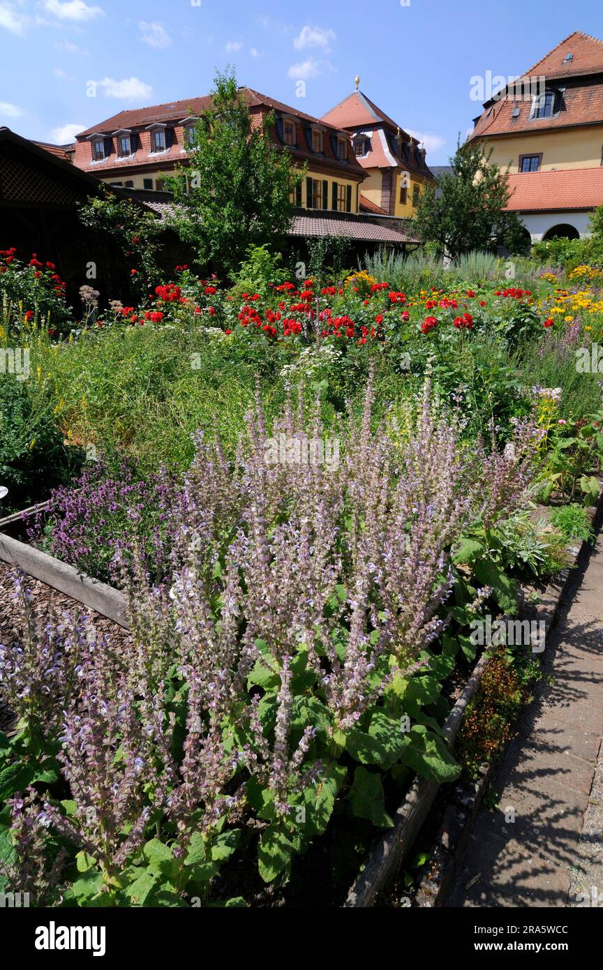 Monastery garden, clary sage, Fulda Monastery, Fula, Hesse (Salvia ...