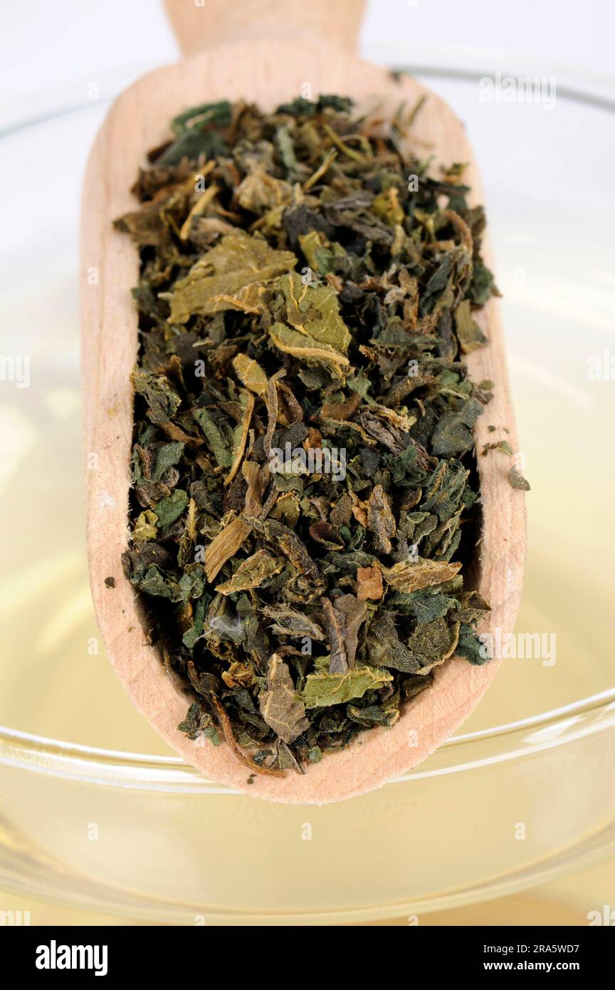 Nettle tea hi-res stock photography and images - Alamy