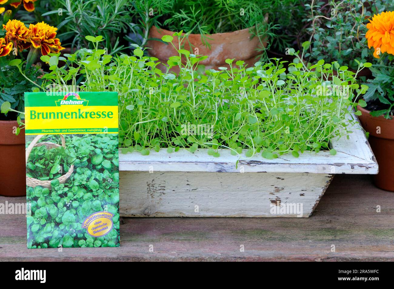 Aquatic plants tray hi-res stock photography and images - Alamy