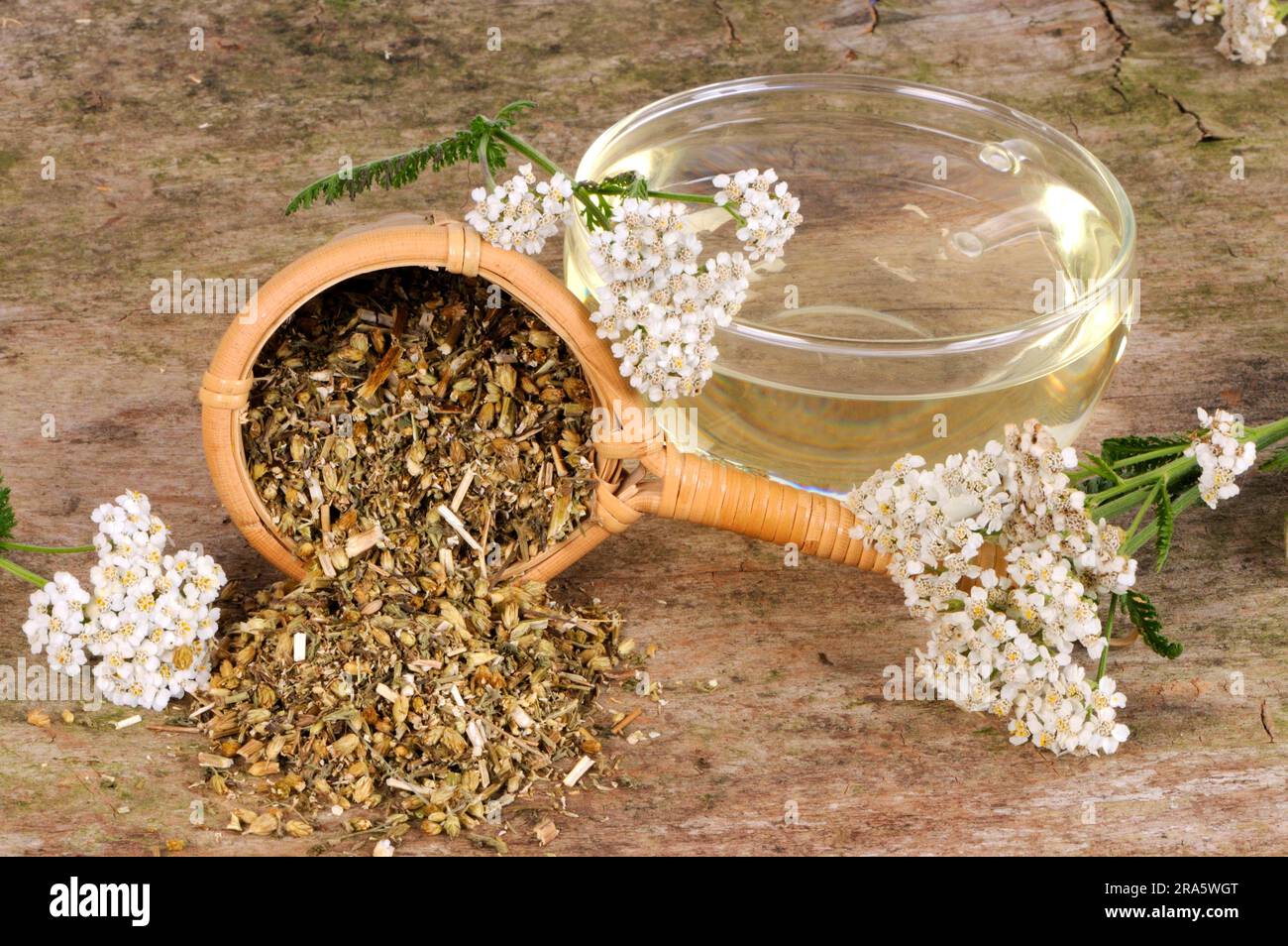 Cup yarrow tea (Achillea millefolium Stock Photo - Alamy