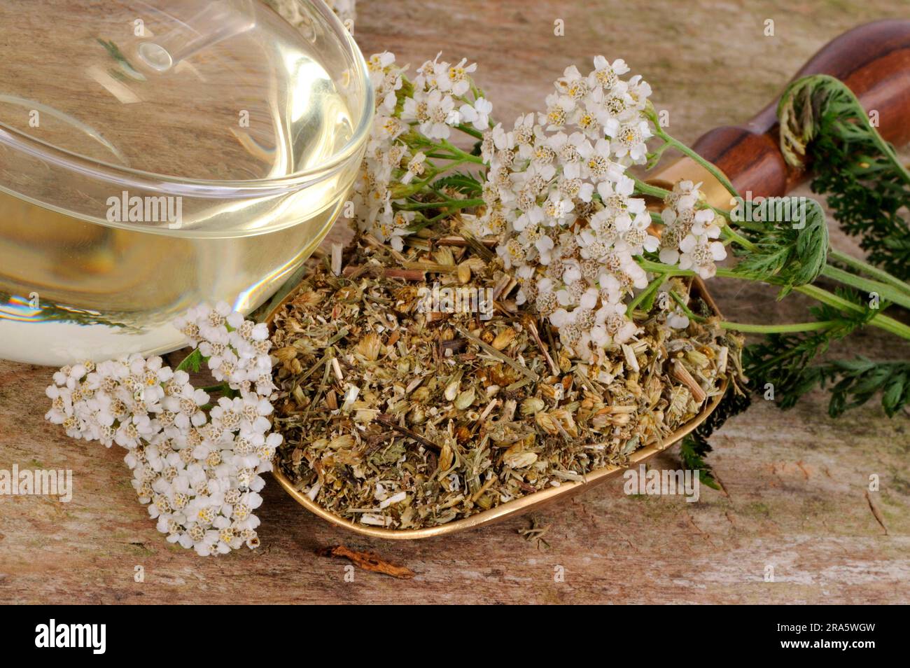Cup yarrow tea (Achillea millefolium Stock Photo - Alamy