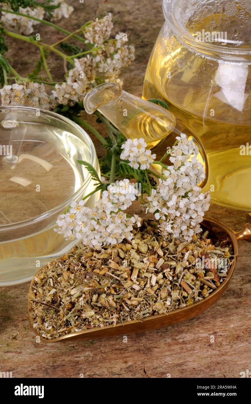 Cup and teapot with yarrow tea (Achillea millefolium), yarrow tea Stock ...