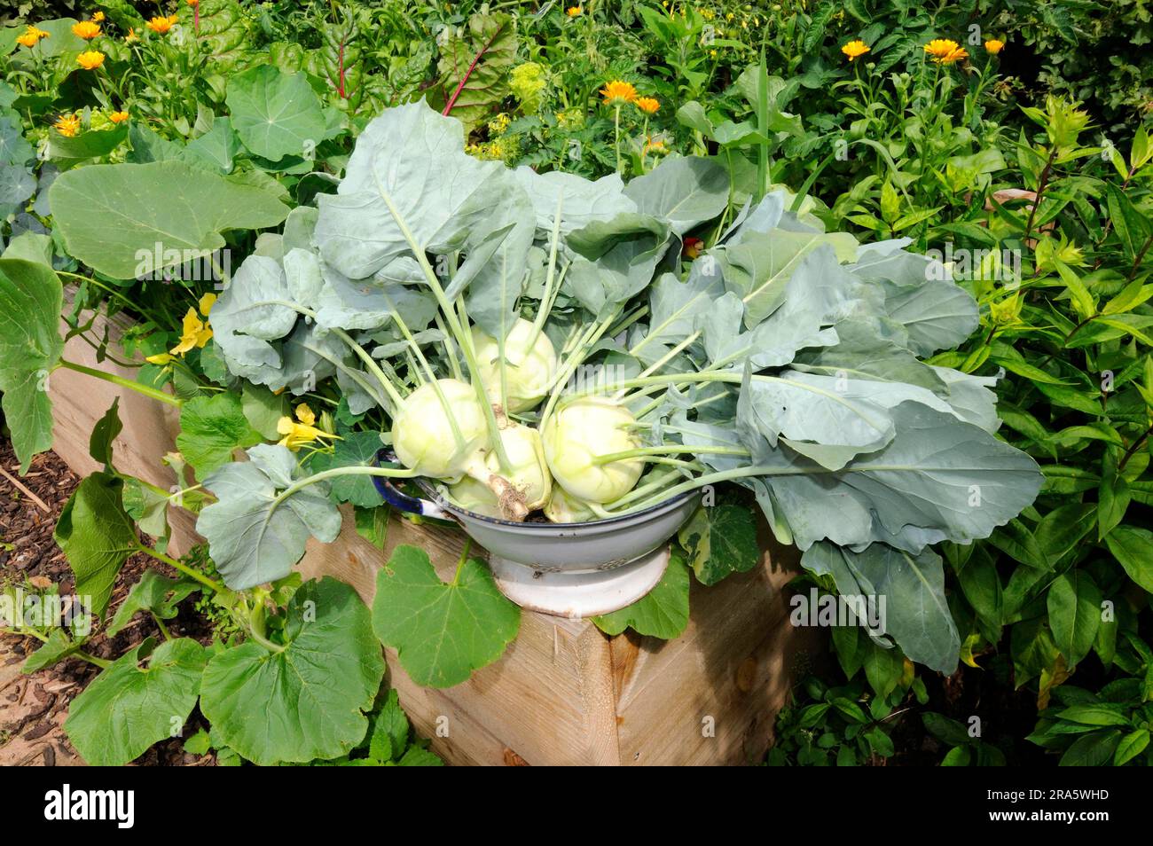 Raised bed cabbage hi-res stock photography and images - Alamy