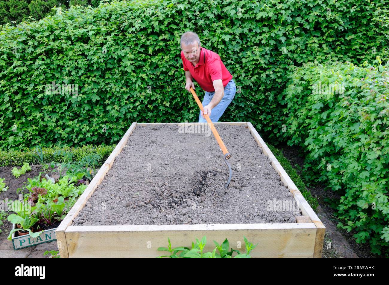 Raised garden bed man hi-res stock photography and images - Alamy