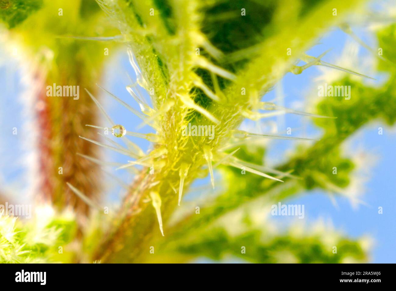 Stinging nettle (Urtica dioica), stinging hairs, nettles Stock Photo ...