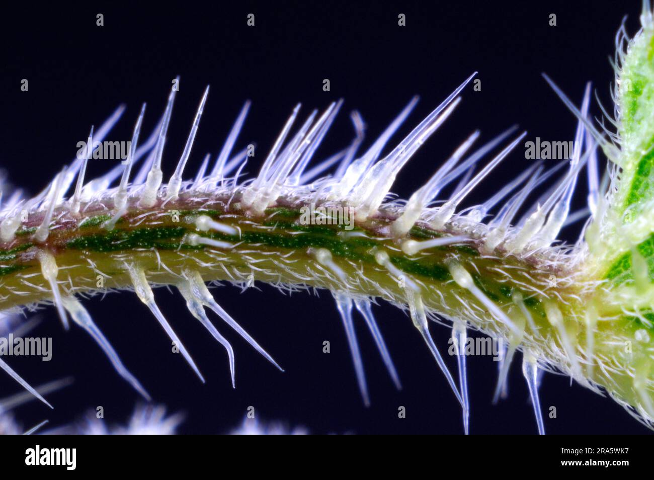 Stinging nettle (Urtica dioica), stinging hairs, nettles Stock Photo ...