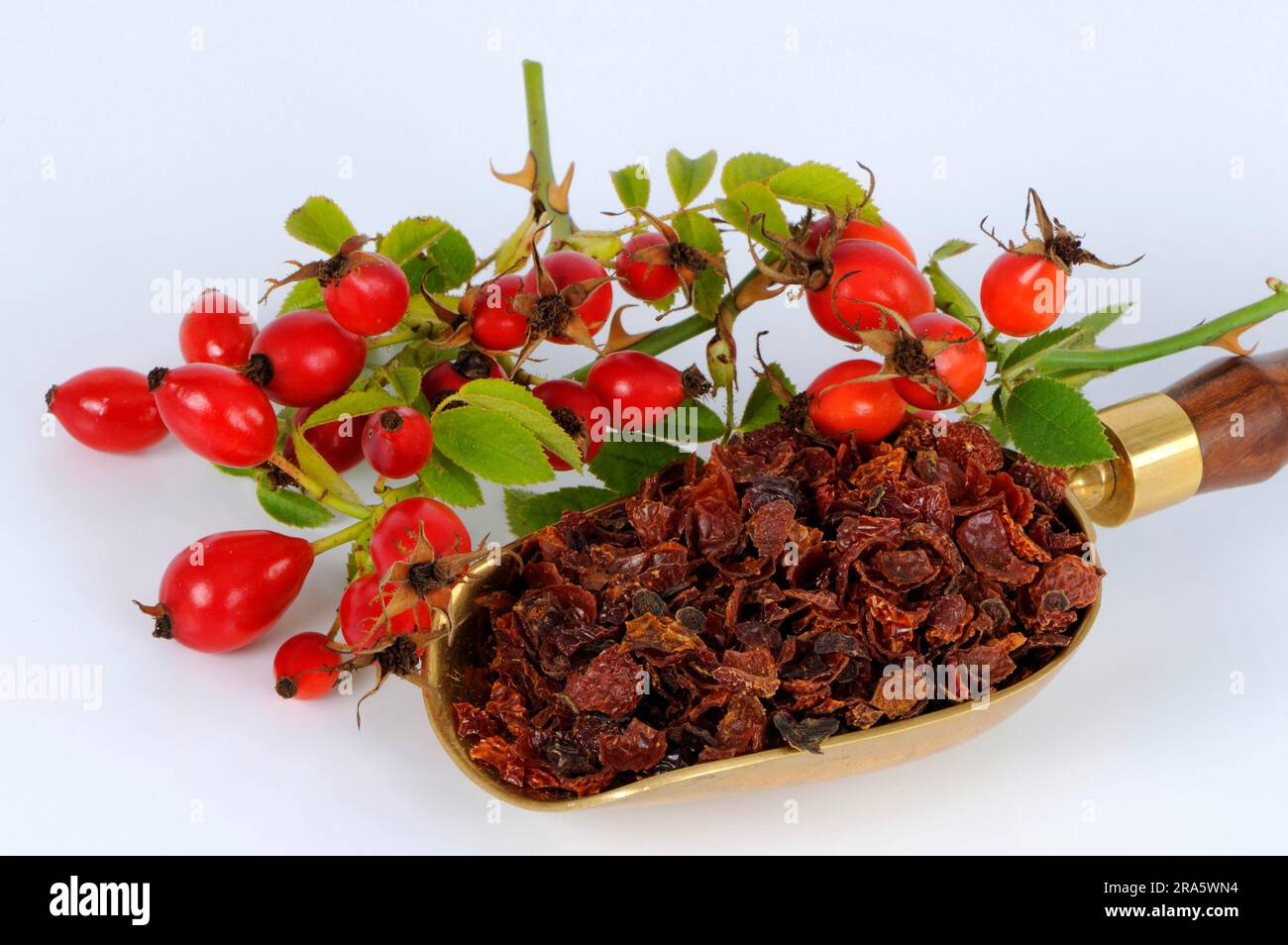 Rose hips, fresh and dried (Rosa), wild rose Stock Photo - Alamy