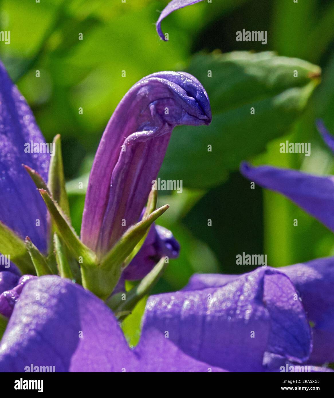 Flower of blue bell.Raindrops are visible on the blue bell bud. Marco ...