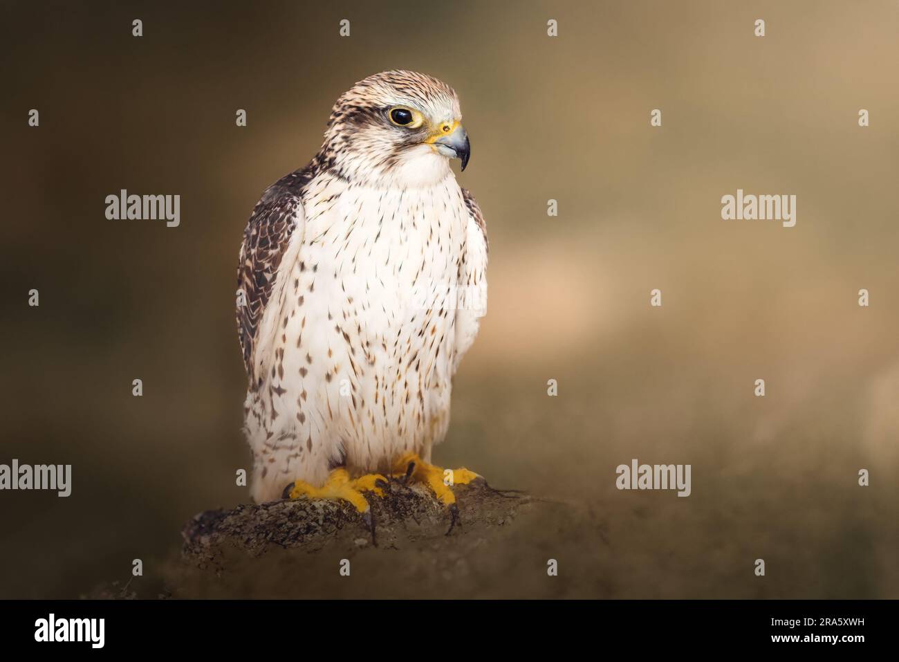 Saker falcon (Falco cherrug Stock Photo - Alamy