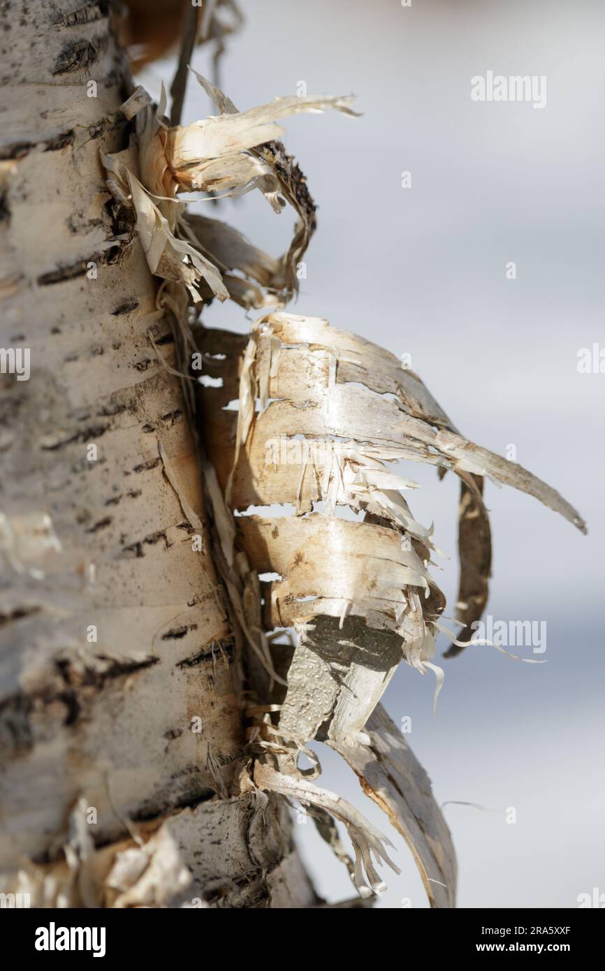 Silver birch tree bark hi-res stock photography and images - Alamy